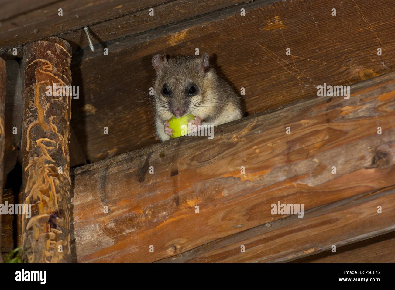 Edible dormouse eating hi-res stock photography and images - Alamy