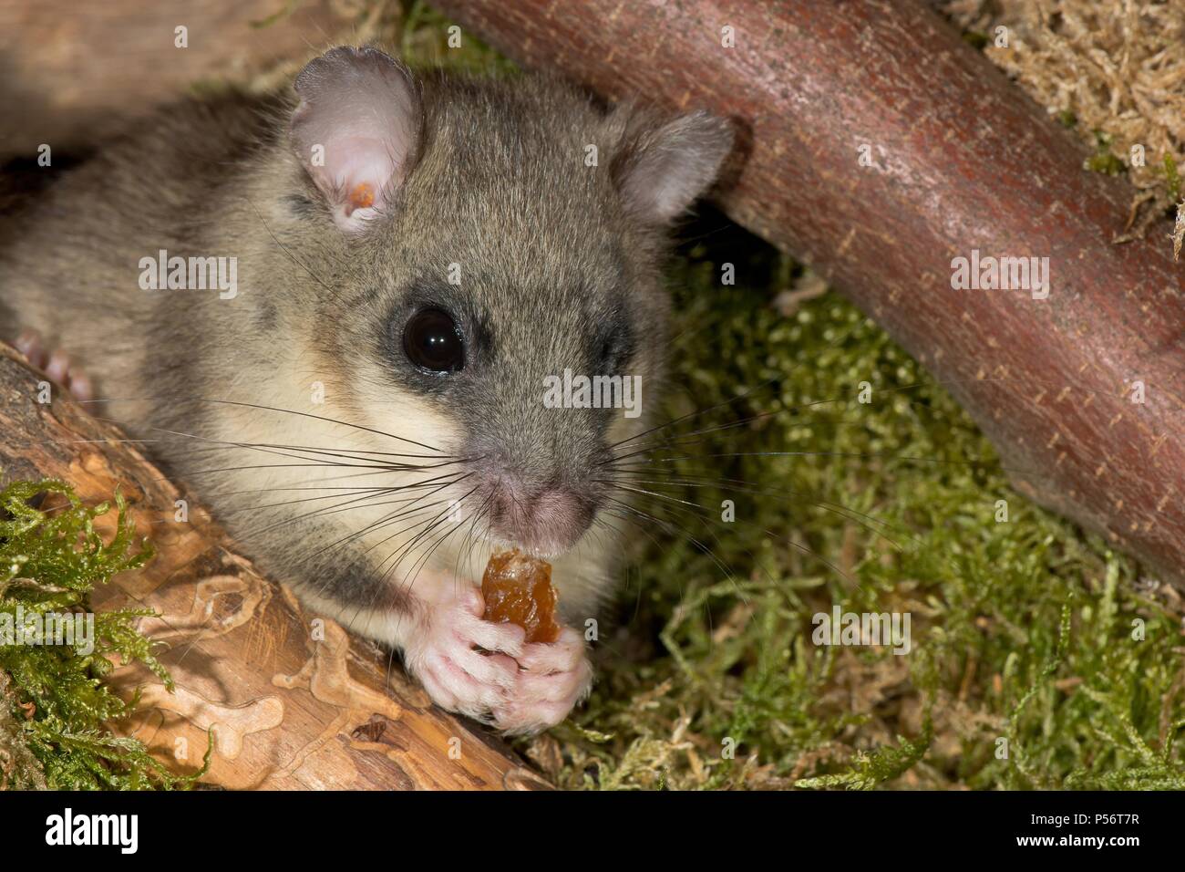 Dormouse food hi-res stock photography and images - Alamy