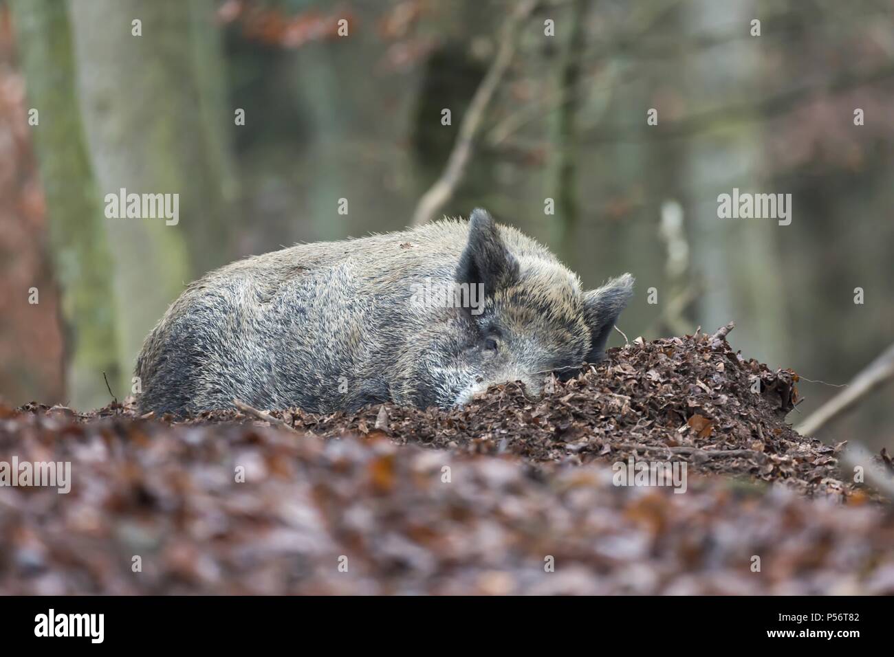 Wild boar sus scrofa at the edge of the forest hi-res stock photography and images - Alamy