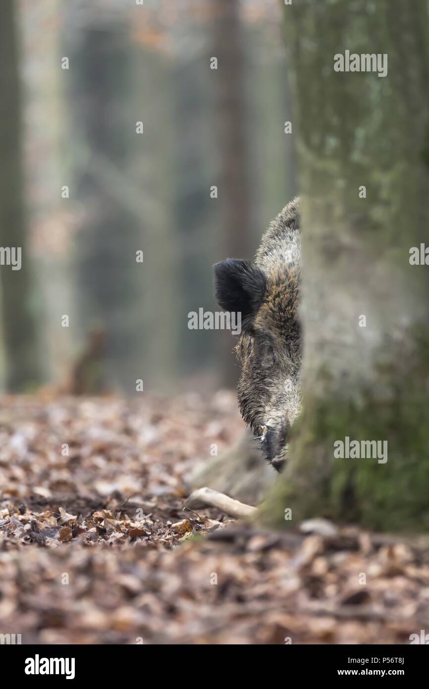 Boar hide hi-res stock photography and images - Alamy