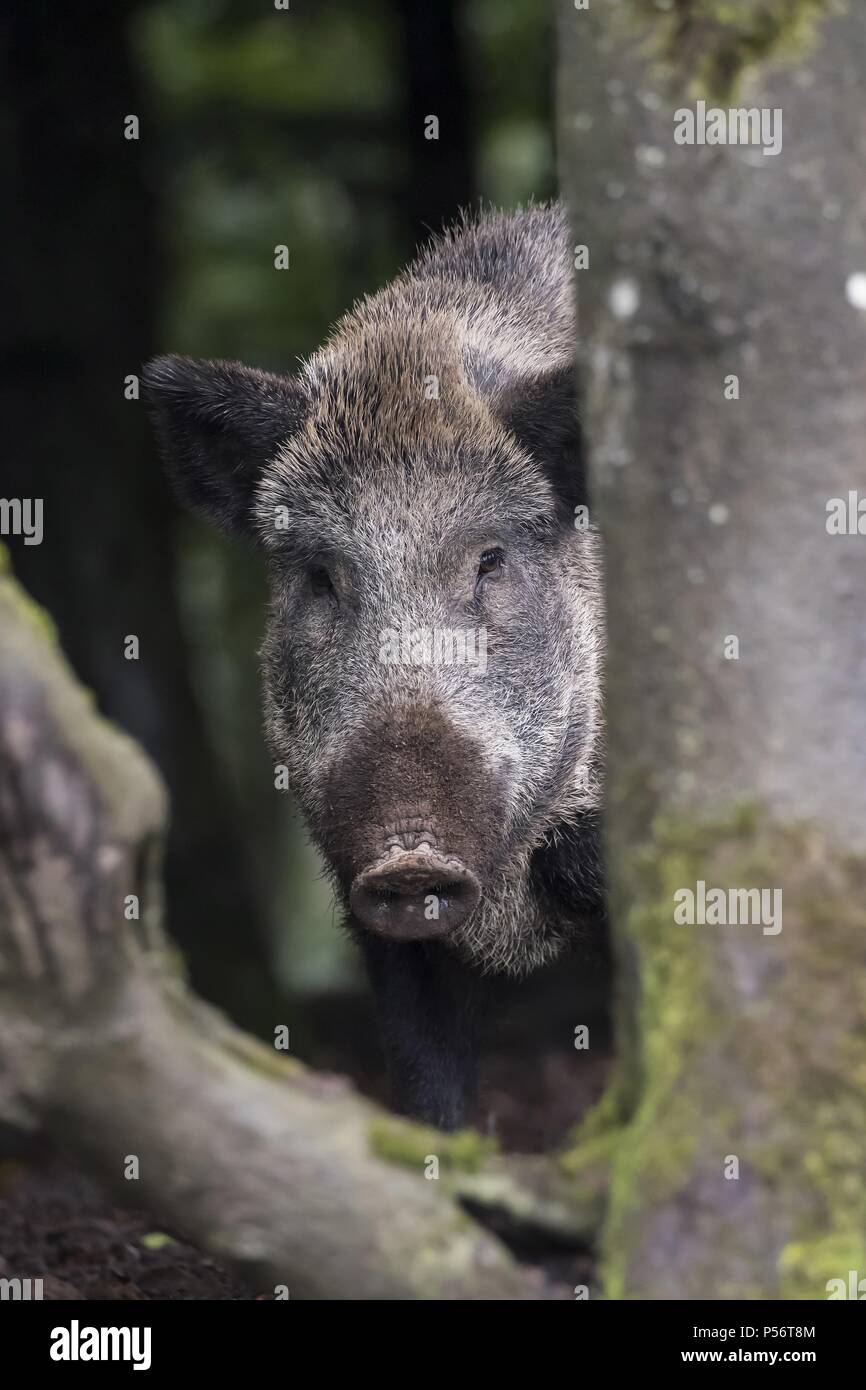 Boar hide hi-res stock photography and images - Alamy