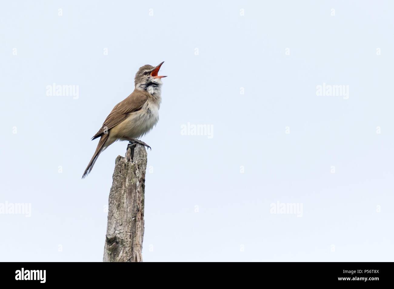 Trunk calls hi-res stock photography and images - Alamy
