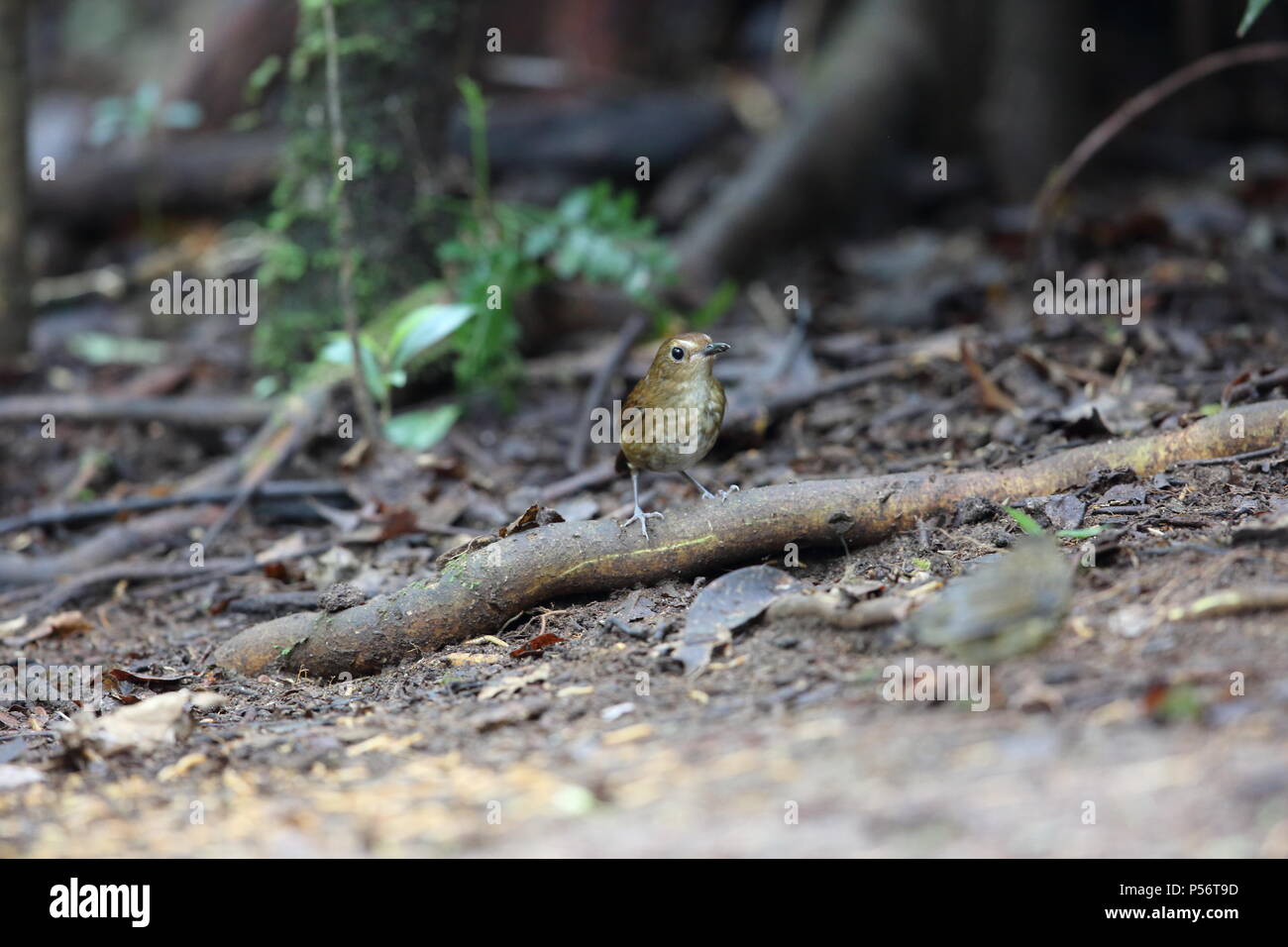 Lesser shortwing (Brachypteryx leucophris) in Dalat , Vietnam Stock ...