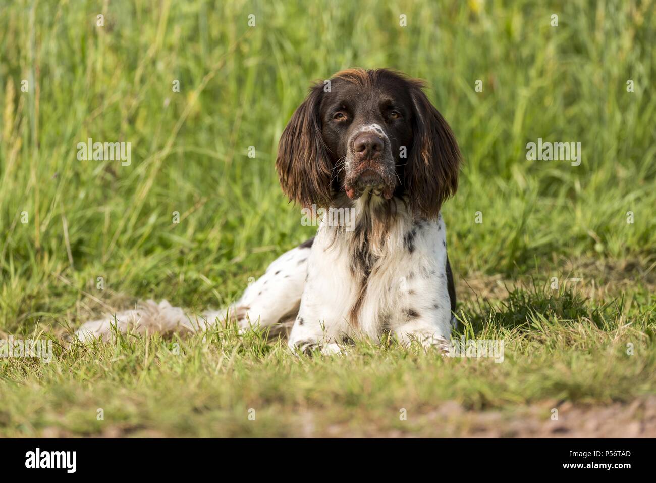 German longhair pointer dog hi-res stock photography and images - Alamy