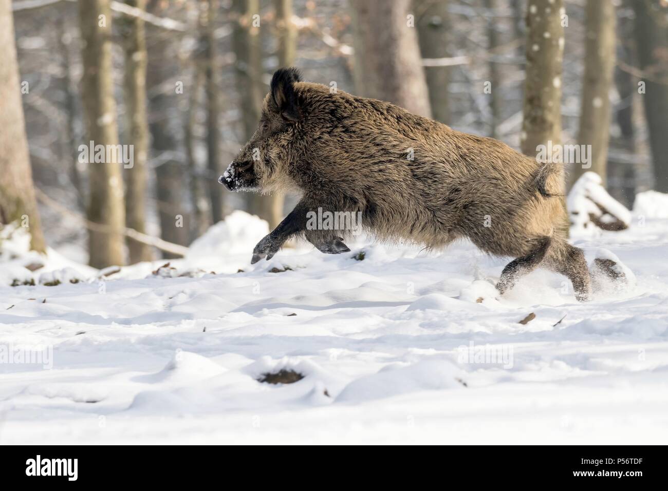 Run wild boar hi-res stock photography and images - Alamy