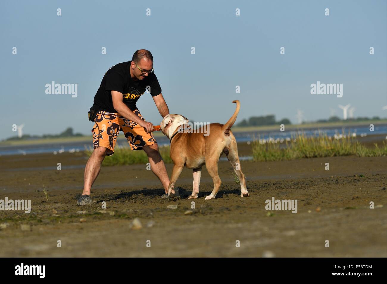 man and American Bulldog Stock Photo - Alamy