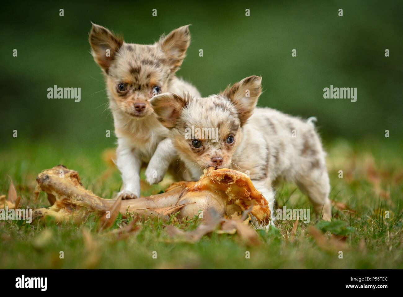Side View Chihuahua Puppy Standing High Resolution Stock Photography ...