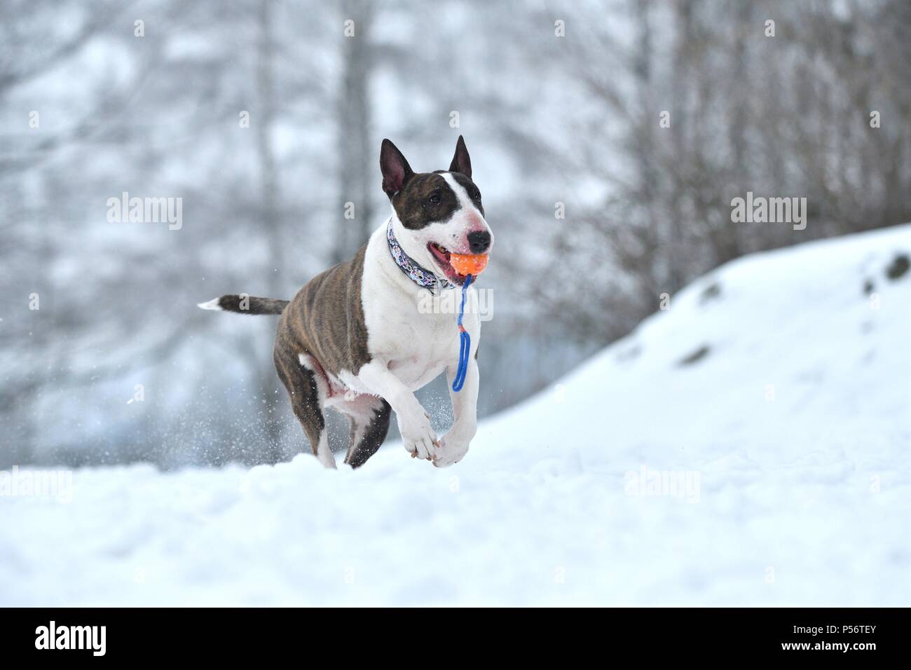 Side view english bull terrier hi-res stock photography and images - Alamy