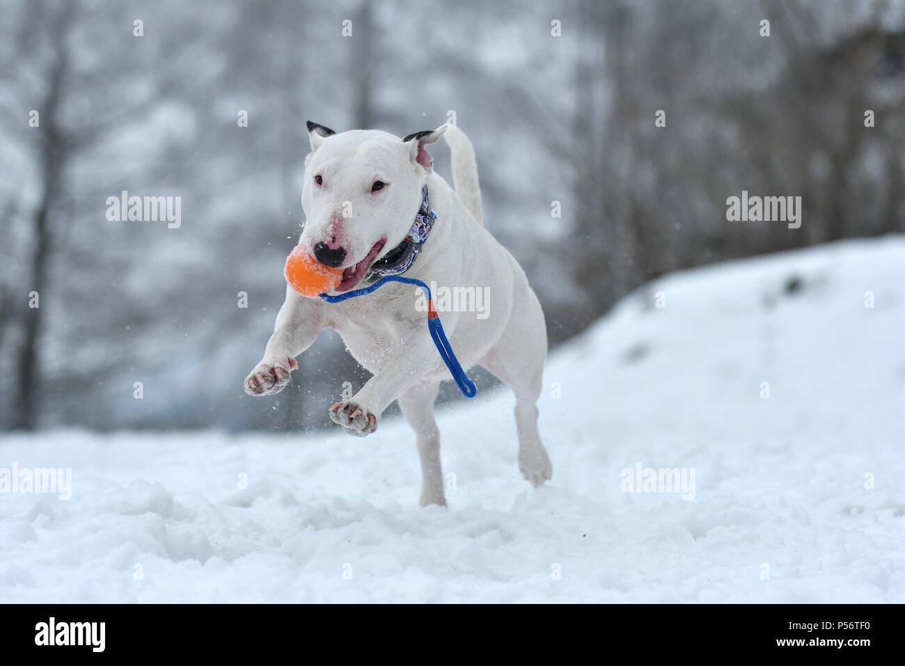 playing Miniature Bull Terrier Stock Photo - Alamy