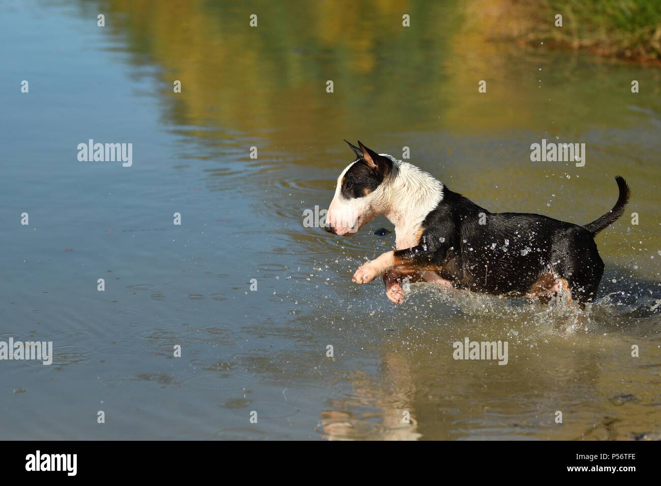 running Miniature Bull Terrier Stock Photo - Alamy