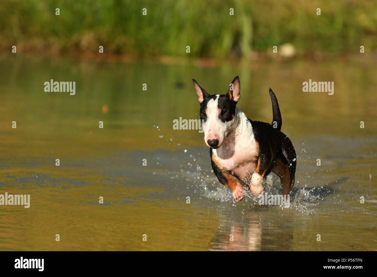 English bull terrier running hi-res stock photography and images - Alamy