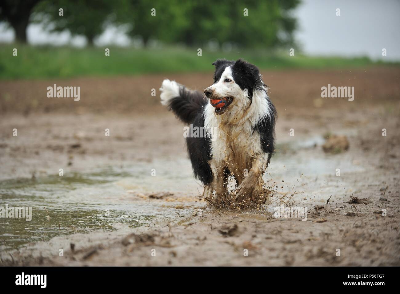 playing Border Collie Stock Photo - Alamy