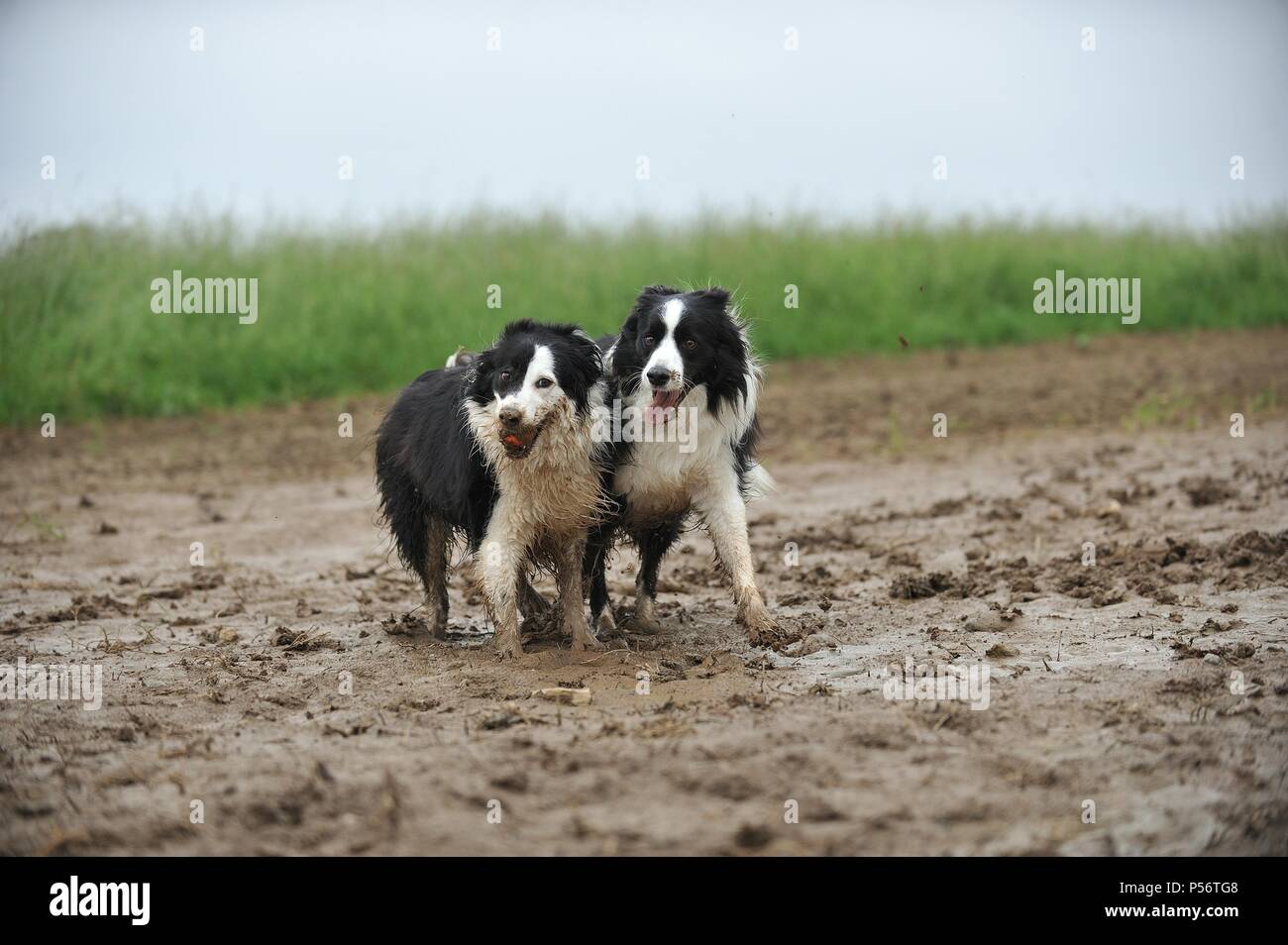 2 Border Collies Stock Photo - Alamy