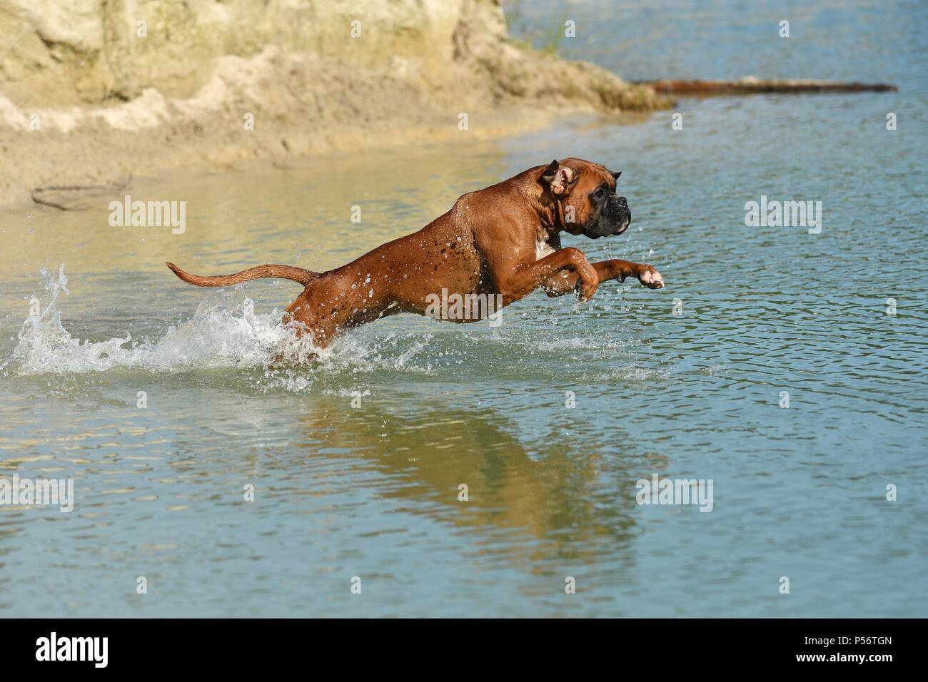 Jumping german boxer hi-res stock photography and images - Alamy
