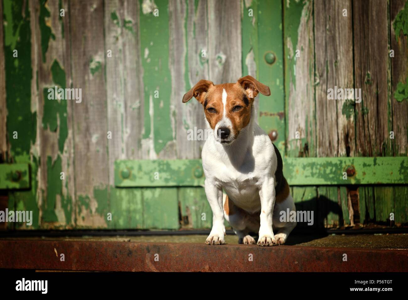 sitting Jack Russell Terrier Stock Photo - Alamy