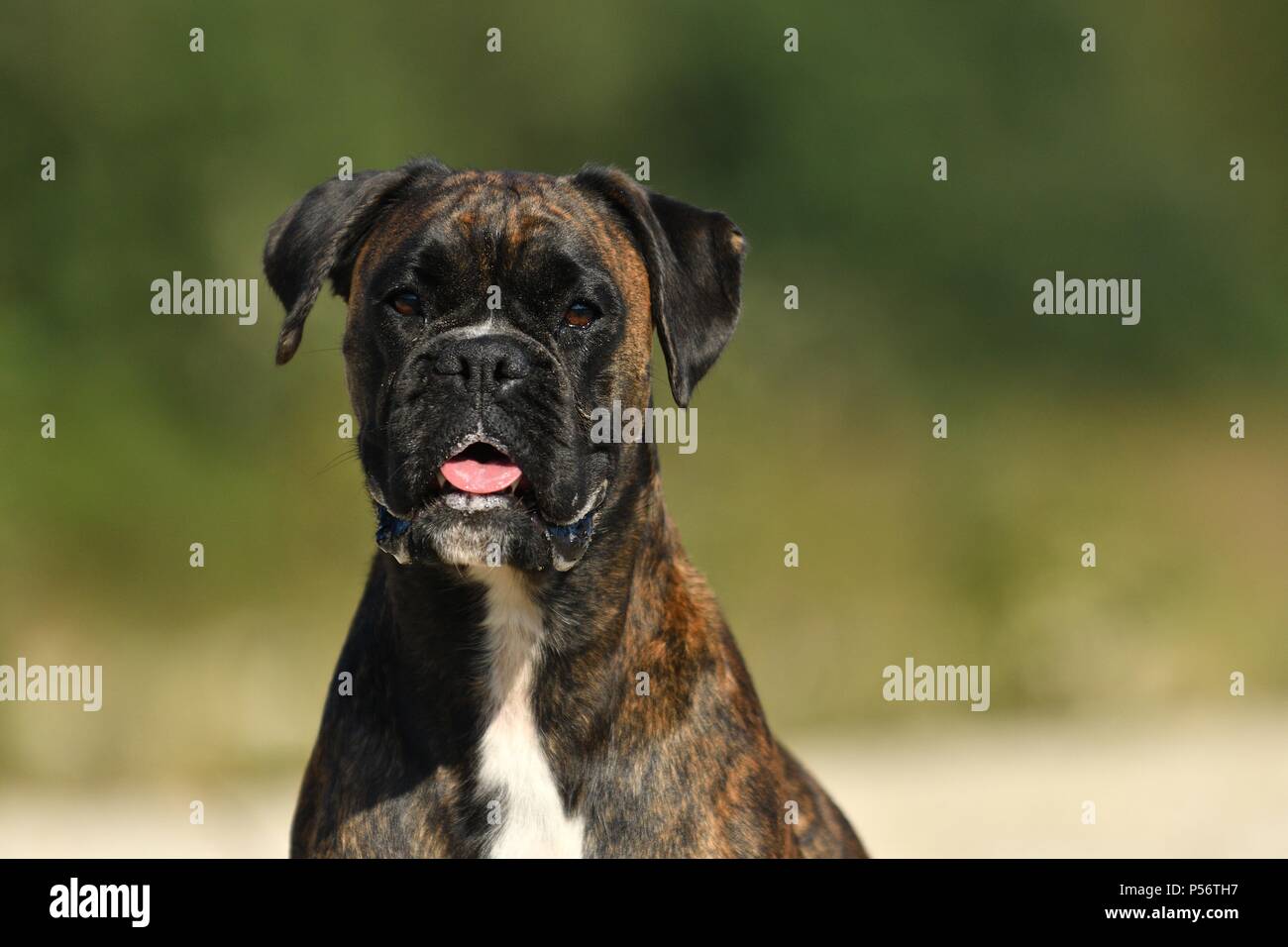 German Boxer Portrait Stock Photo - Alamy