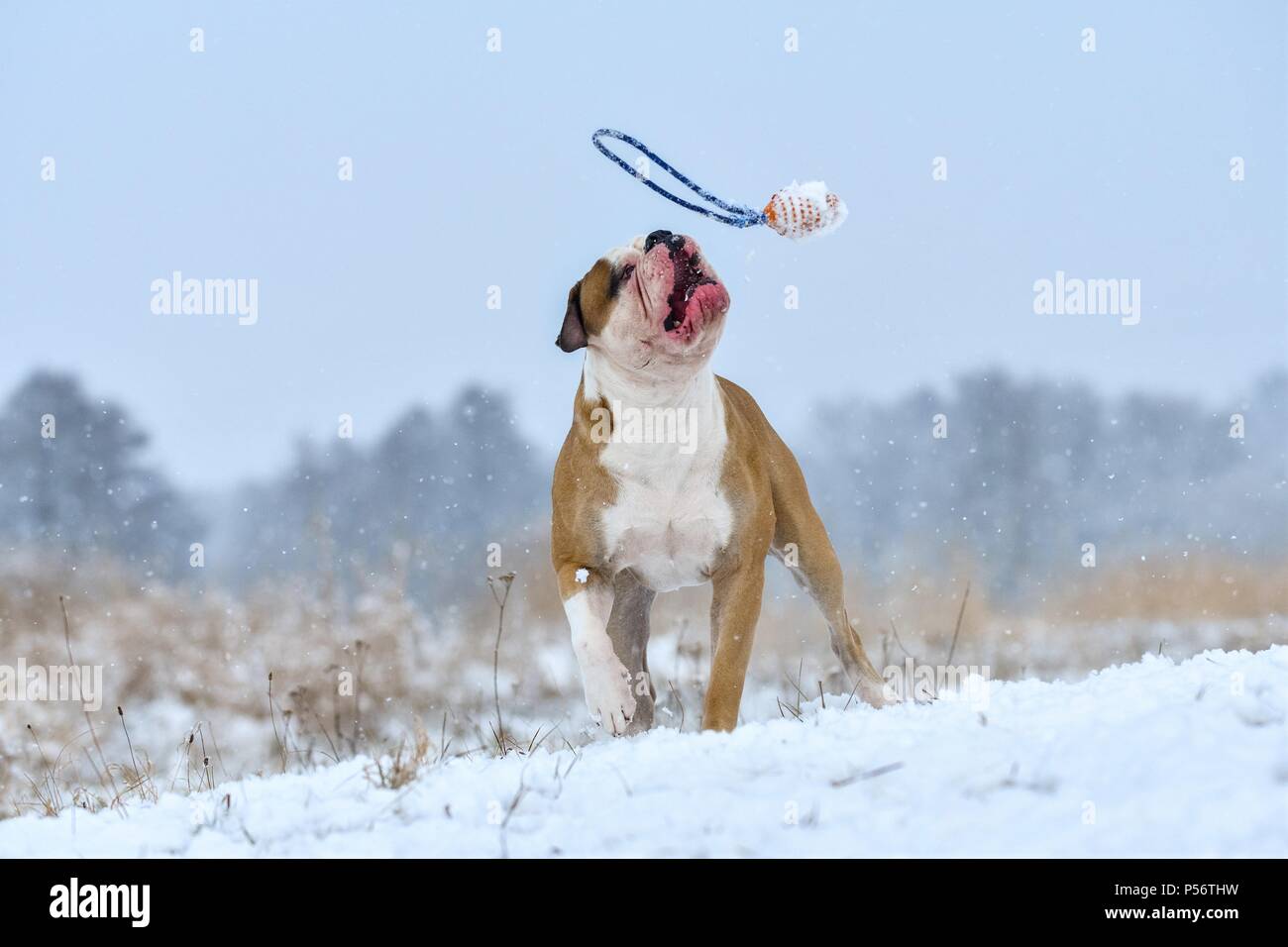 American bulldog ball hi-res stock photography and images - Alamy