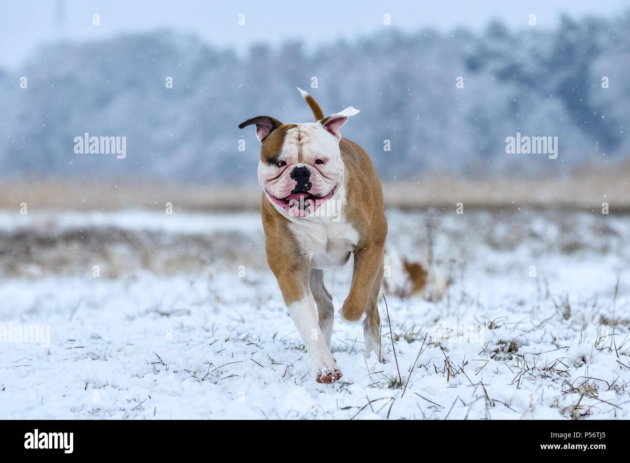 running American Bulldog Stock Photo - Alamy