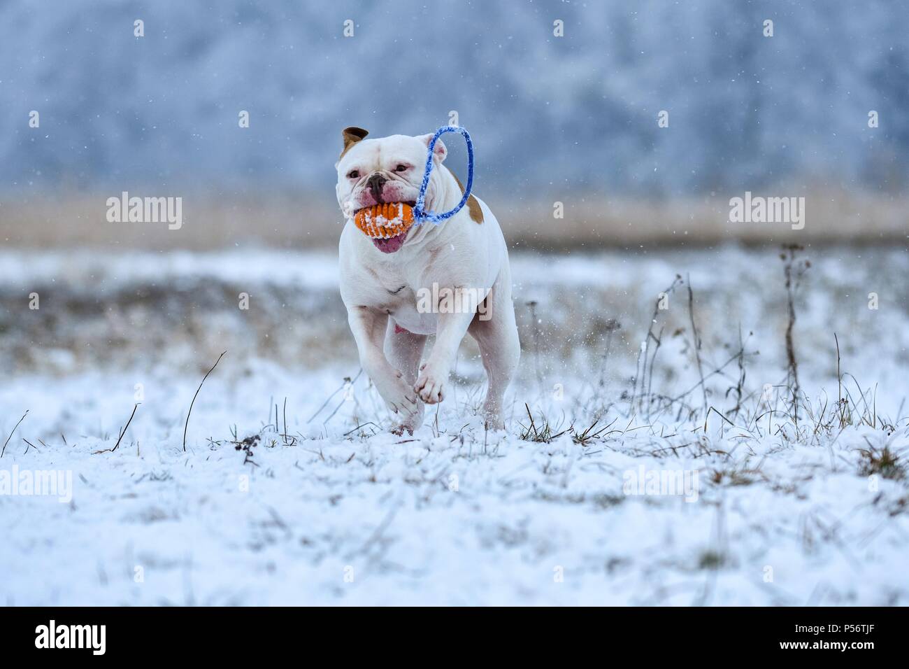American bulldog ball hi-res stock photography and images - Alamy