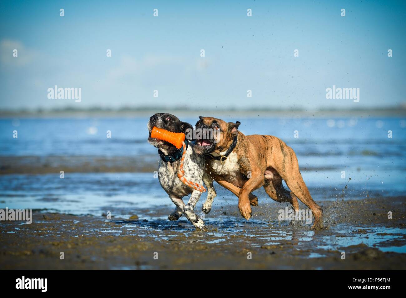 Two dogs flats hi-res stock photography and images - Alamy