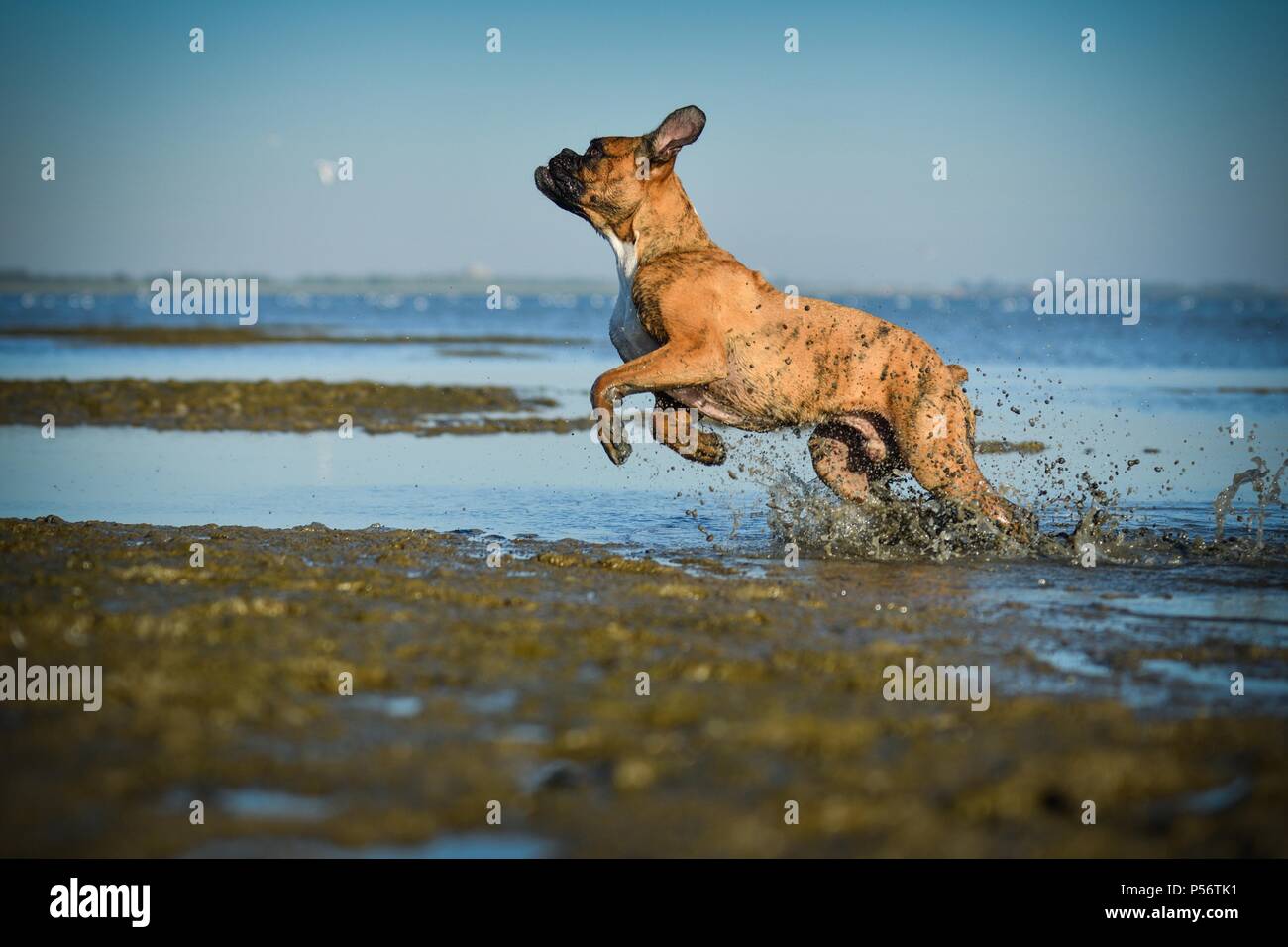 running German Boxer Stock Photo - Alamy