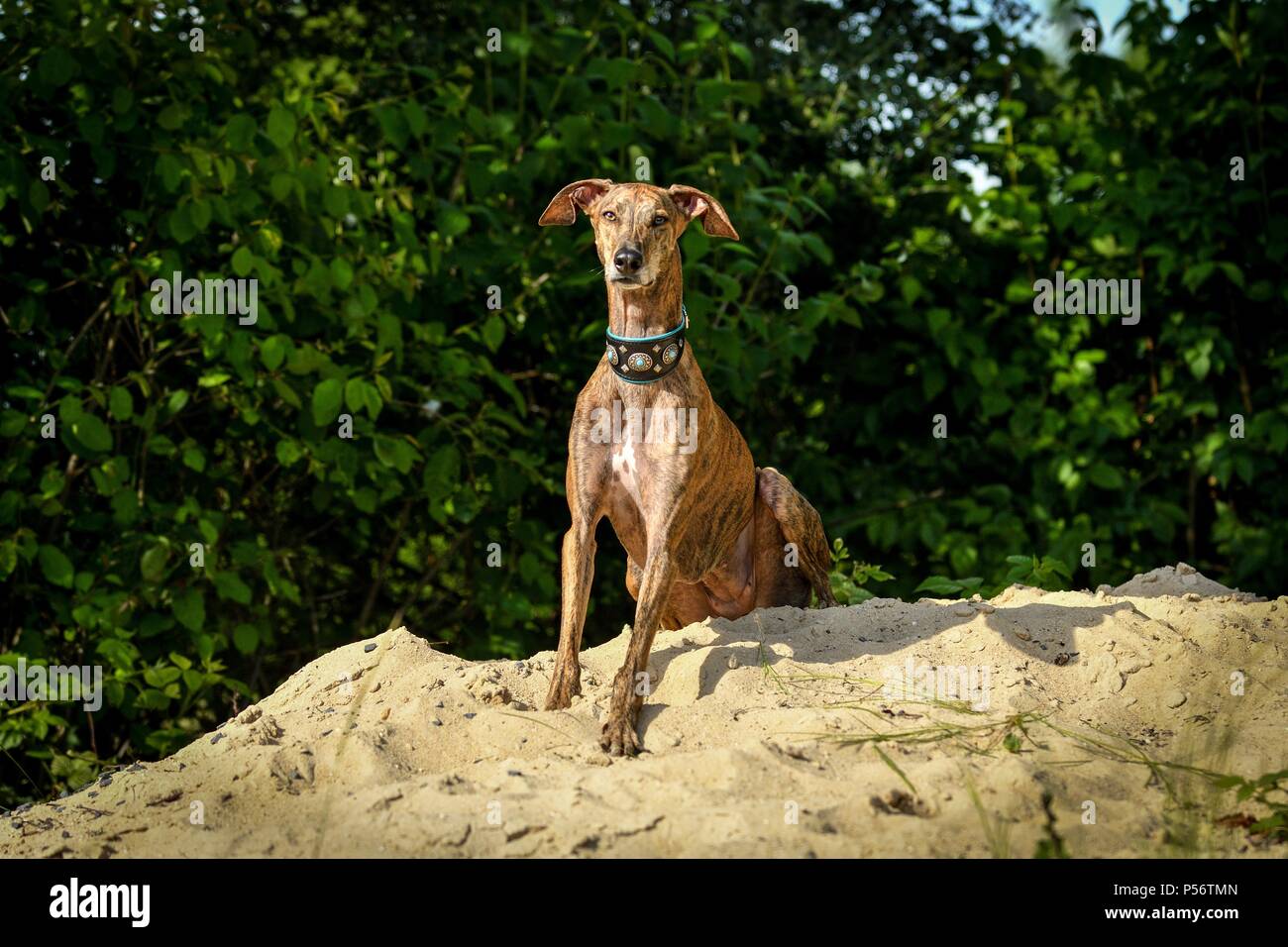 sitting Galgo Espanol Stock Photo - Alamy