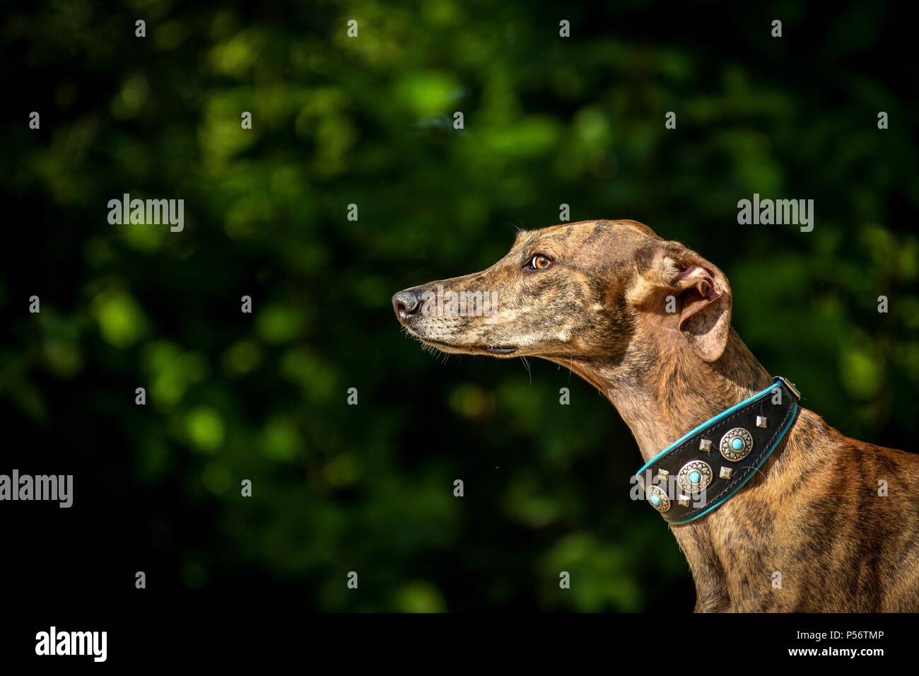 Smooth galgo hi-res stock photography and images - Alamy
