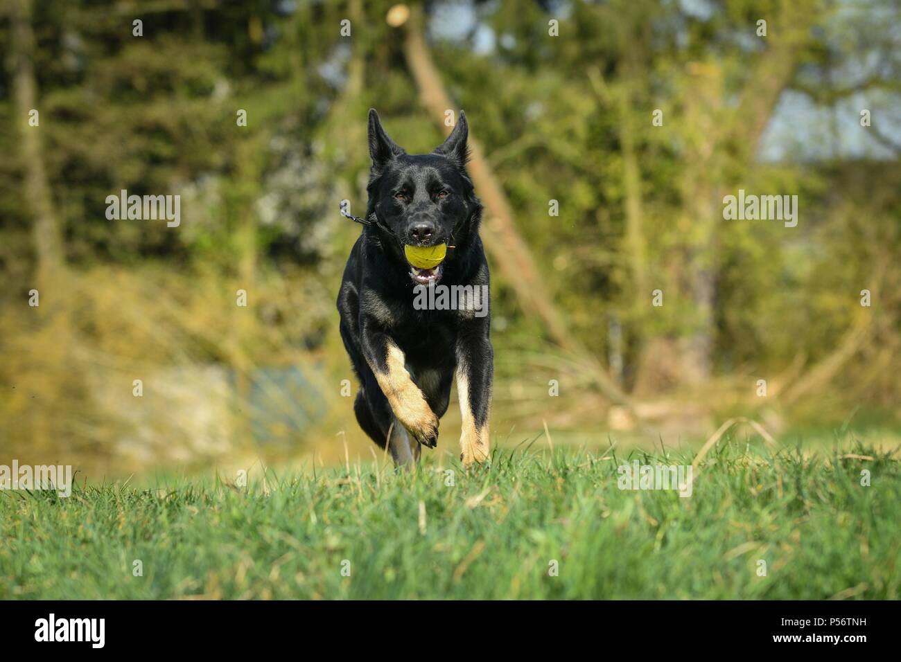 playing German Shepherd Stock Photo - Alamy