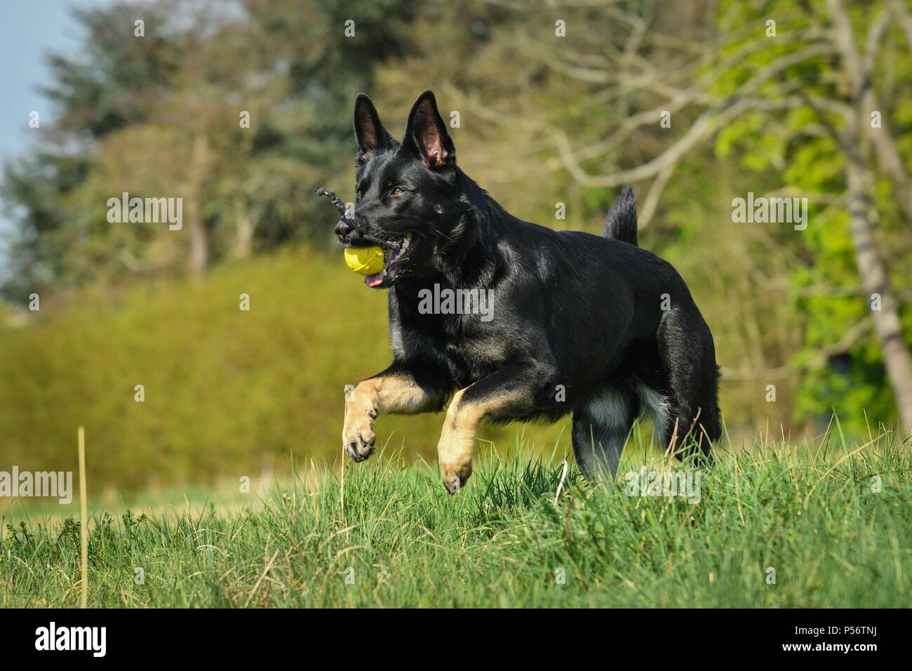 playing German Shepherd Stock Photo - Alamy