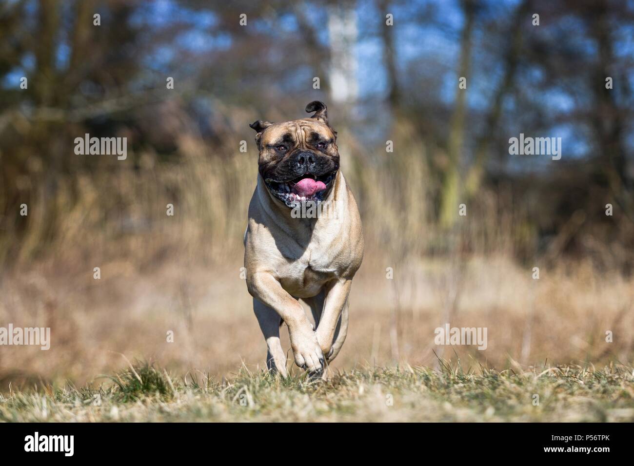 Bullmastiff running hi-res stock photography and images - Alamy
