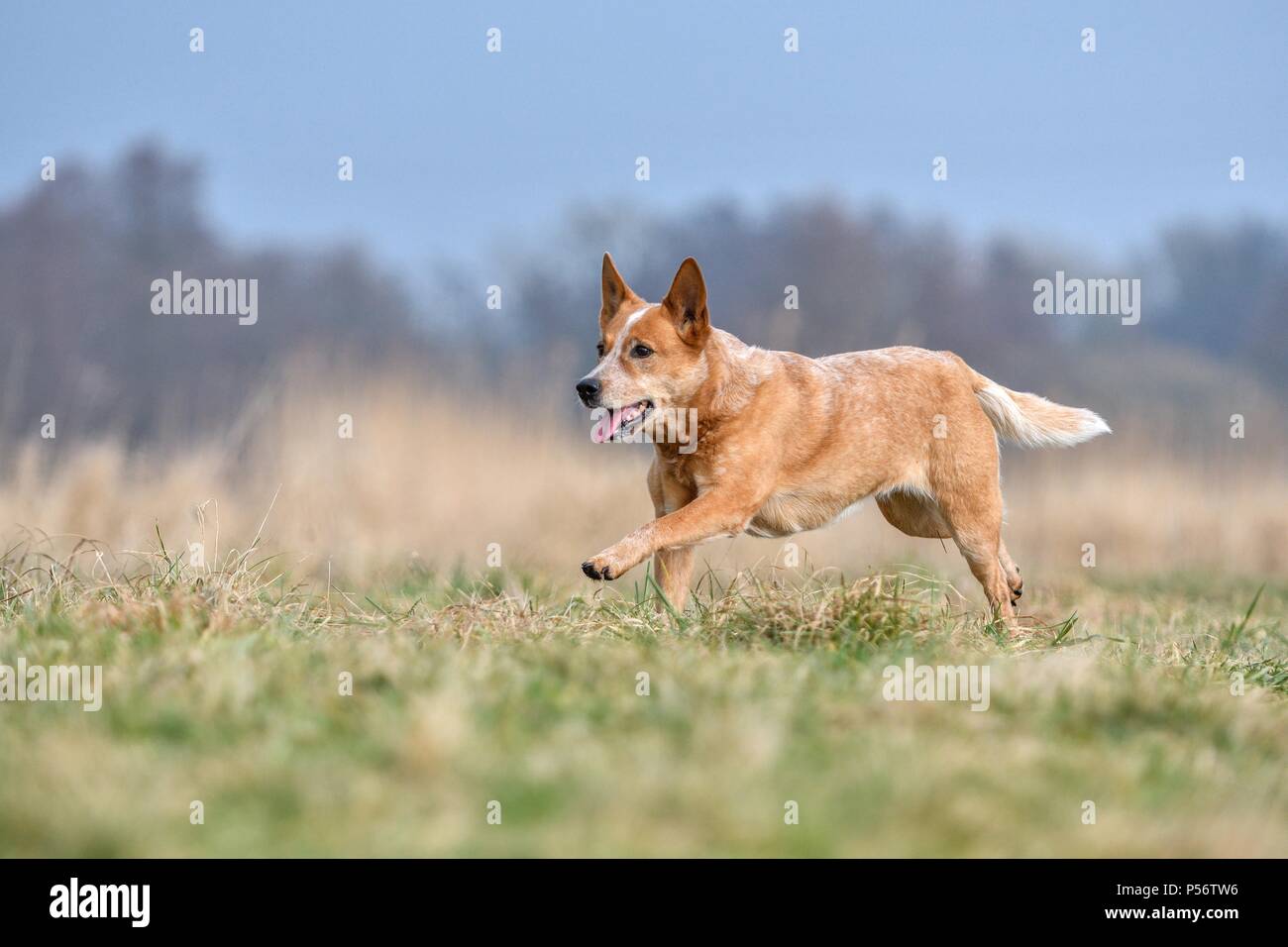 running Australian Cattle Dog Stock Photo - Alamy