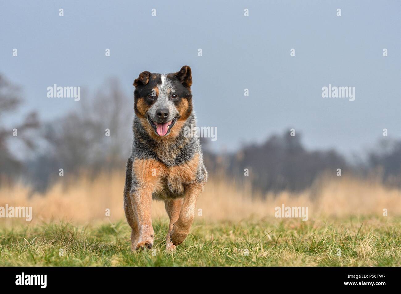 running Australian Cattle Dog Stock Photo - Alamy