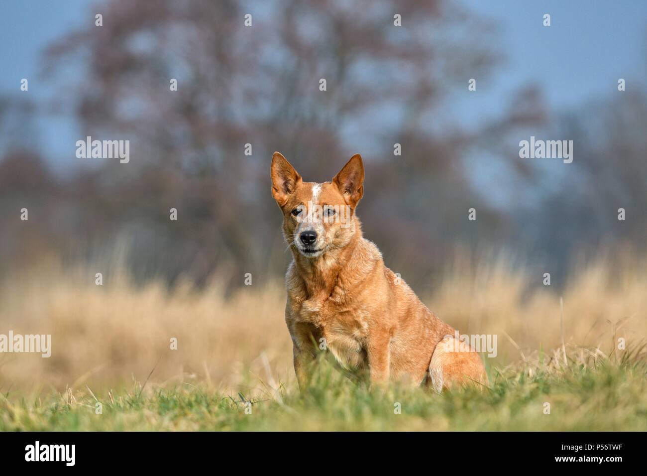 sitting Australian Cattle Dog Stock Photo - Alamy