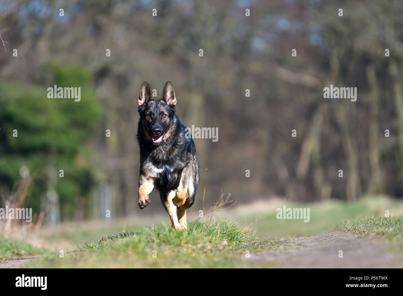 running German Shepherd GDR Stock Photo - Alamy