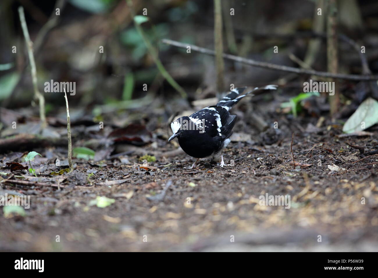 Spotted forktail (Enicurus maculatus) in Dalat, Vietnam Stock Photo - Alamy