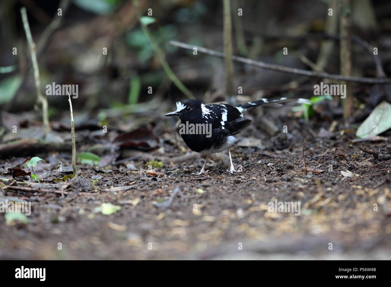 Forktail bird hi-res stock photography and images - Alamy