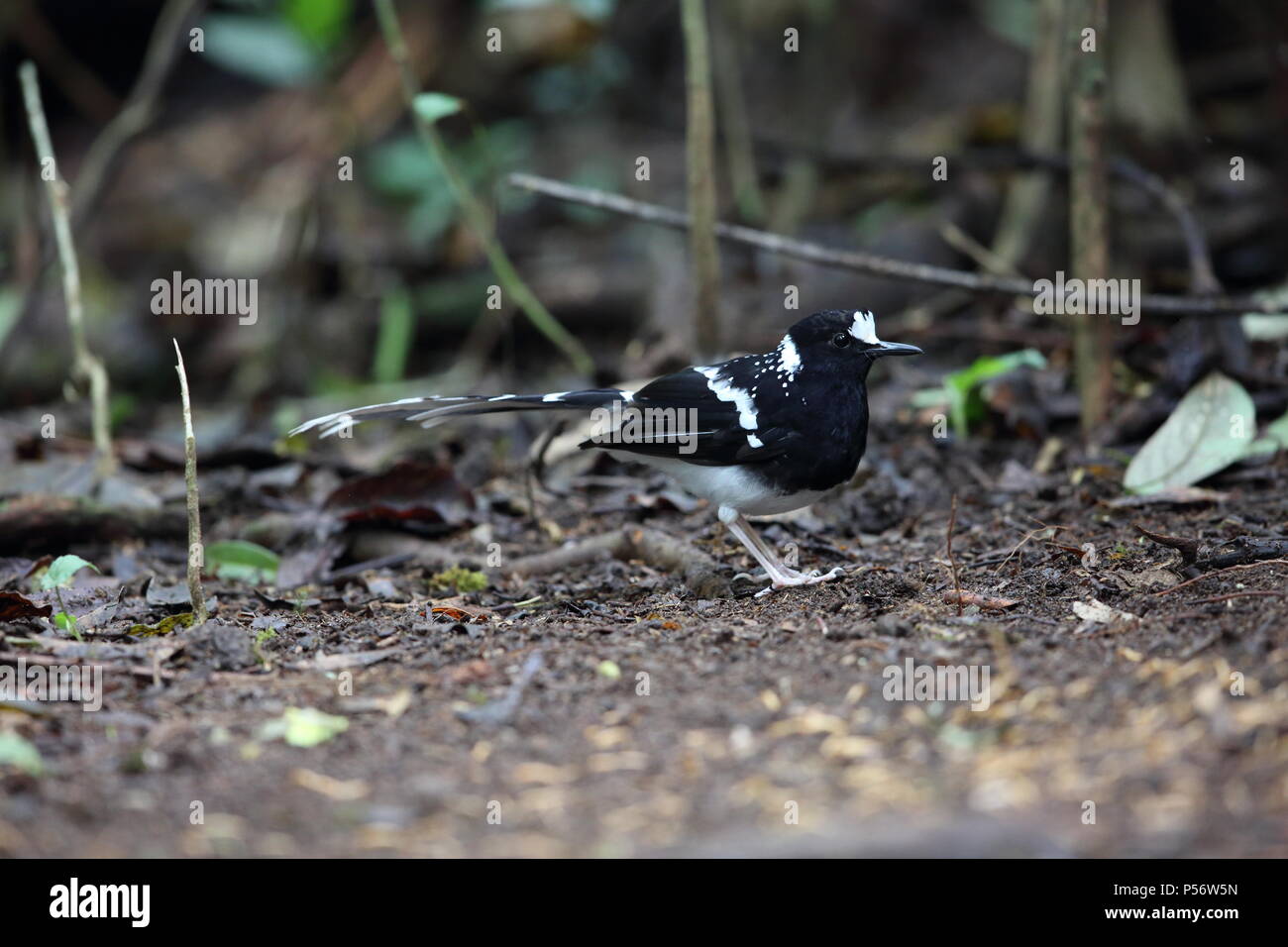 Spotted forktail (Enicurus maculatus) in Dalat, Vietnam Stock Photo - Alamy