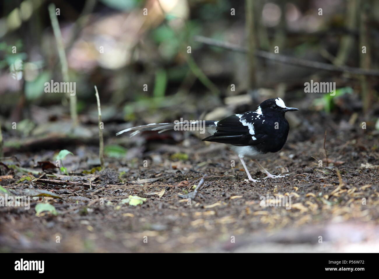 Forktail bird hi-res stock photography and images - Alamy