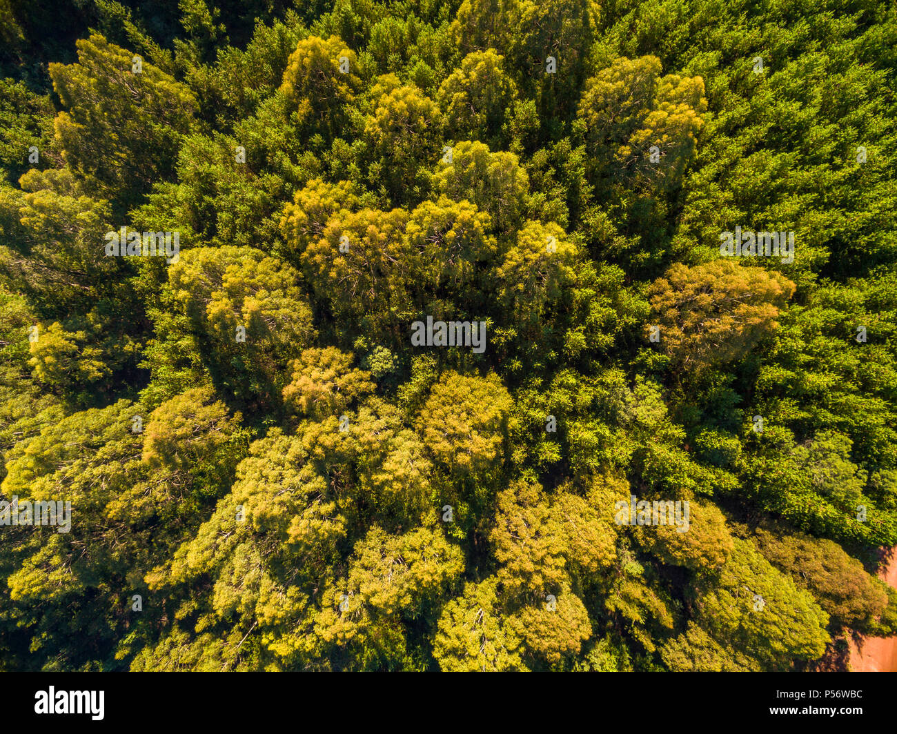 Drone tree tops High Resolution Stock Photography and Images - Alamy