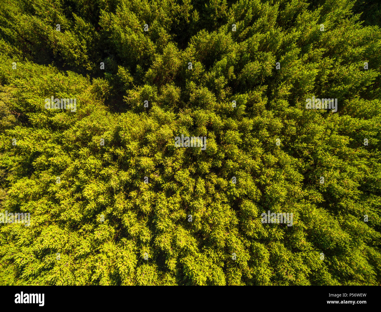 Drone tree tops hi-res stock photography and images - Alamy