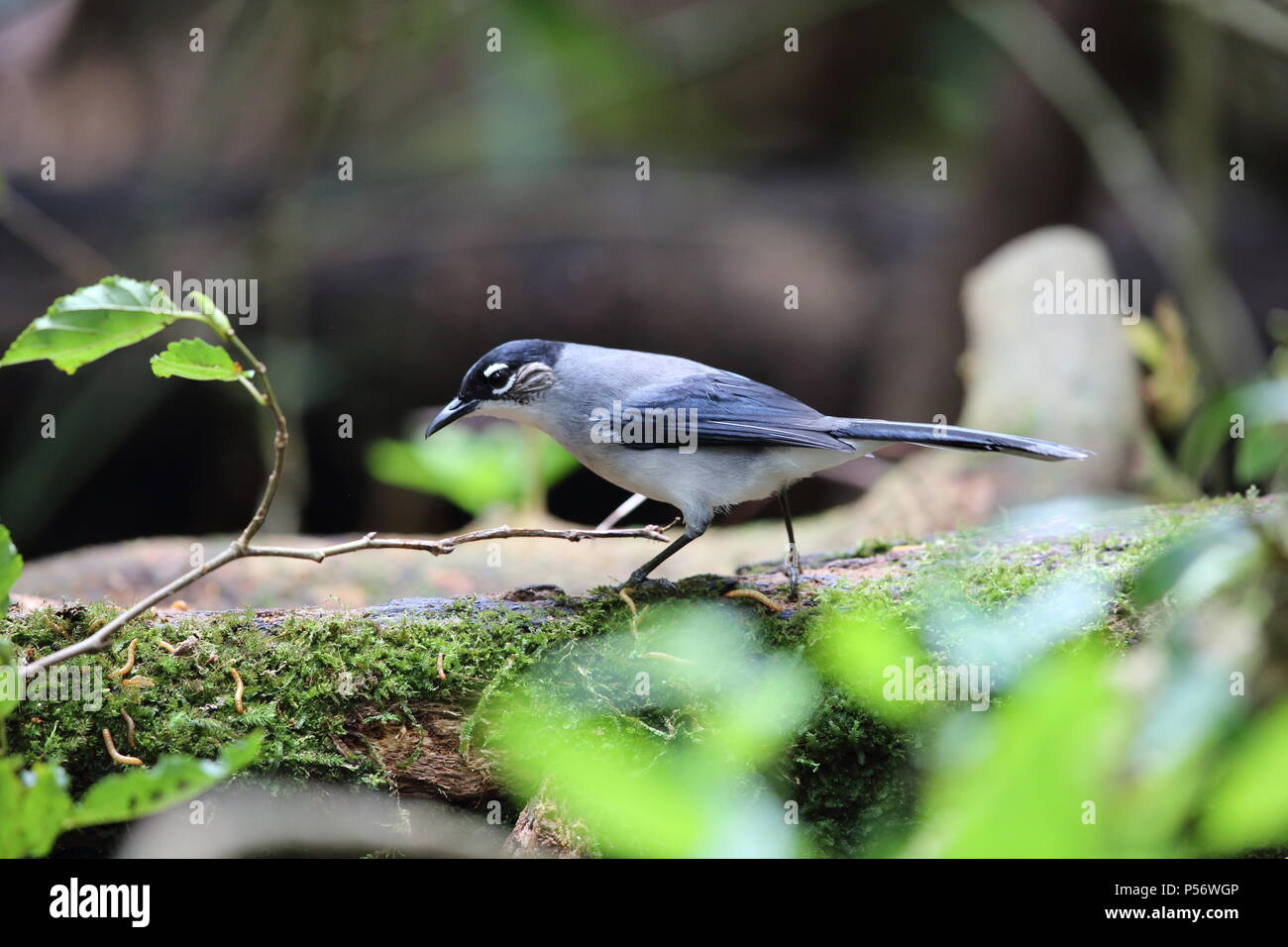 Black-headed Sibia (Heterophasia desgodinsi robinsoni) in Dalat ...