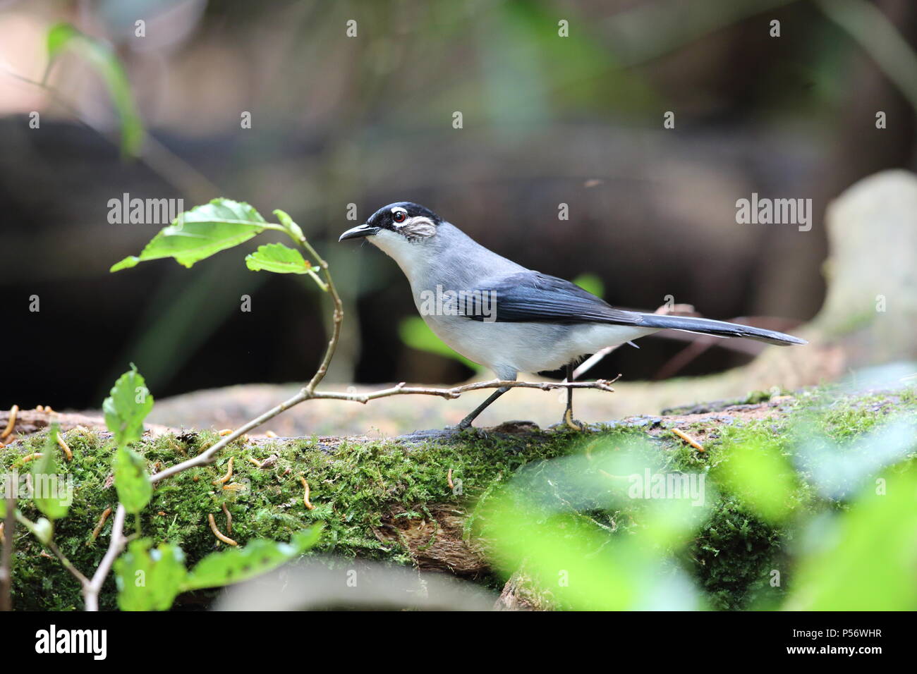 Heterophasia desgodinsi hi-res stock photography and images - Alamy