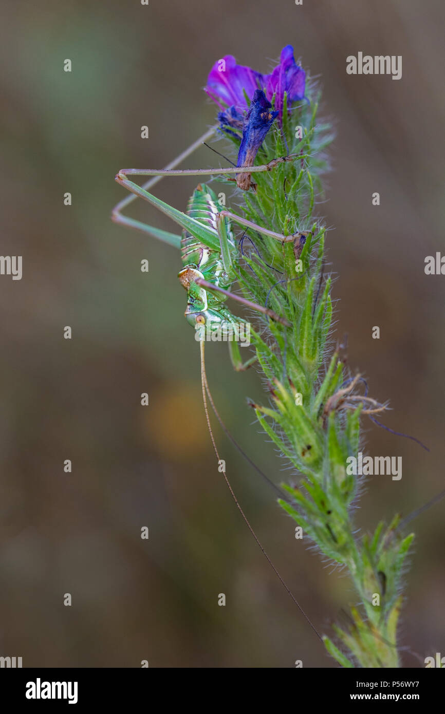 Ephippiger ephippiger grasshopper hi-res stock photography and images ...