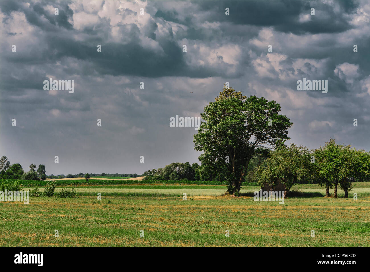 Greenery meet the sky, landscape of Podlasie with some trees, Poland ...