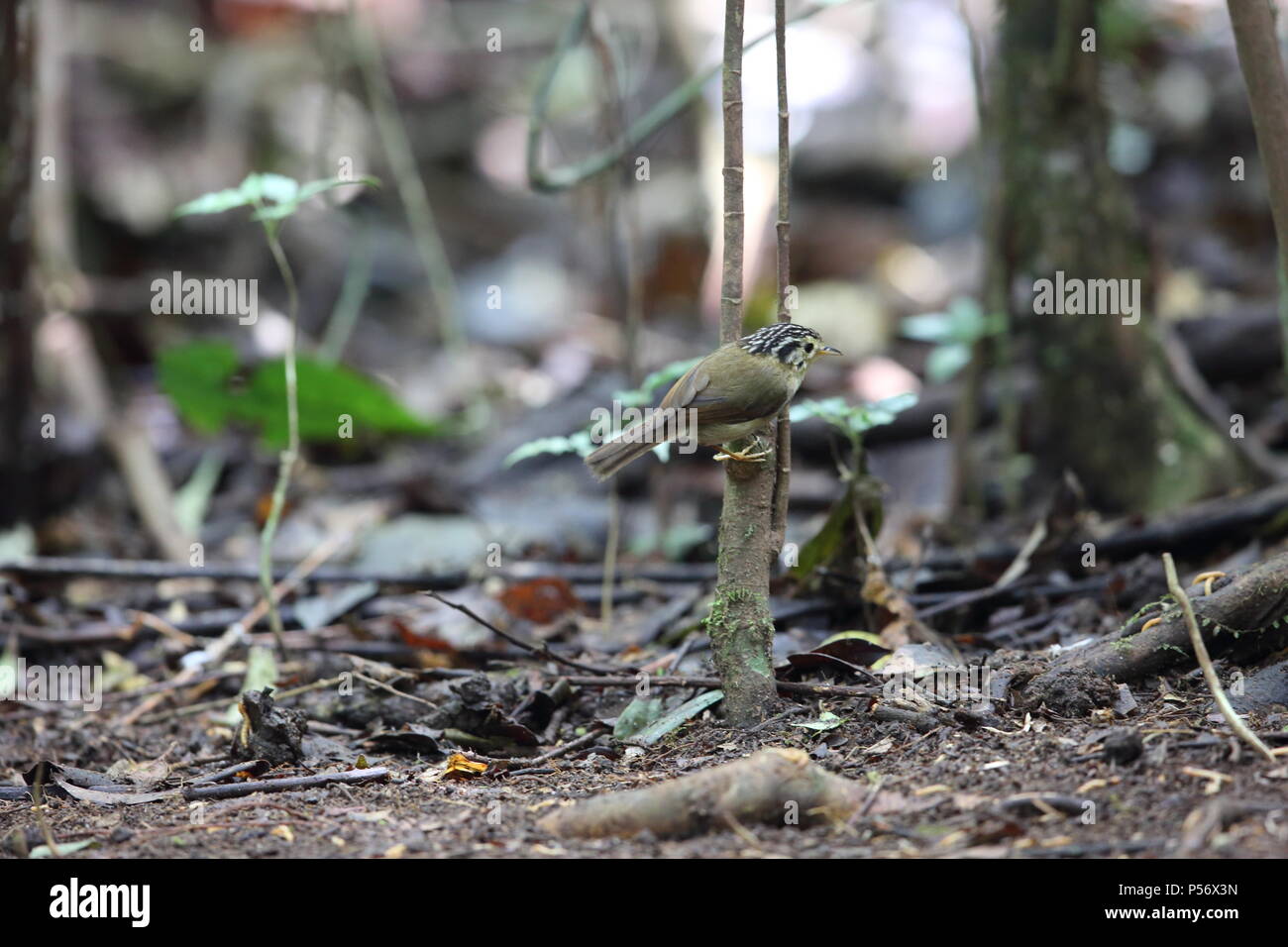 Black crowned fulvetta hi-res stock photography and images - Alamy