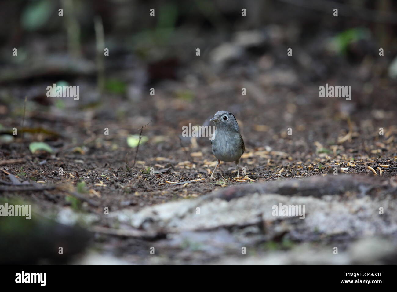 Mountain fulvetta (Alcippe peracensis) in Dalat, Vietnam Stock Photo ...