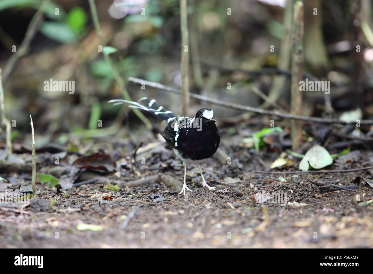 Forktail bird hi-res stock photography and images - Alamy
