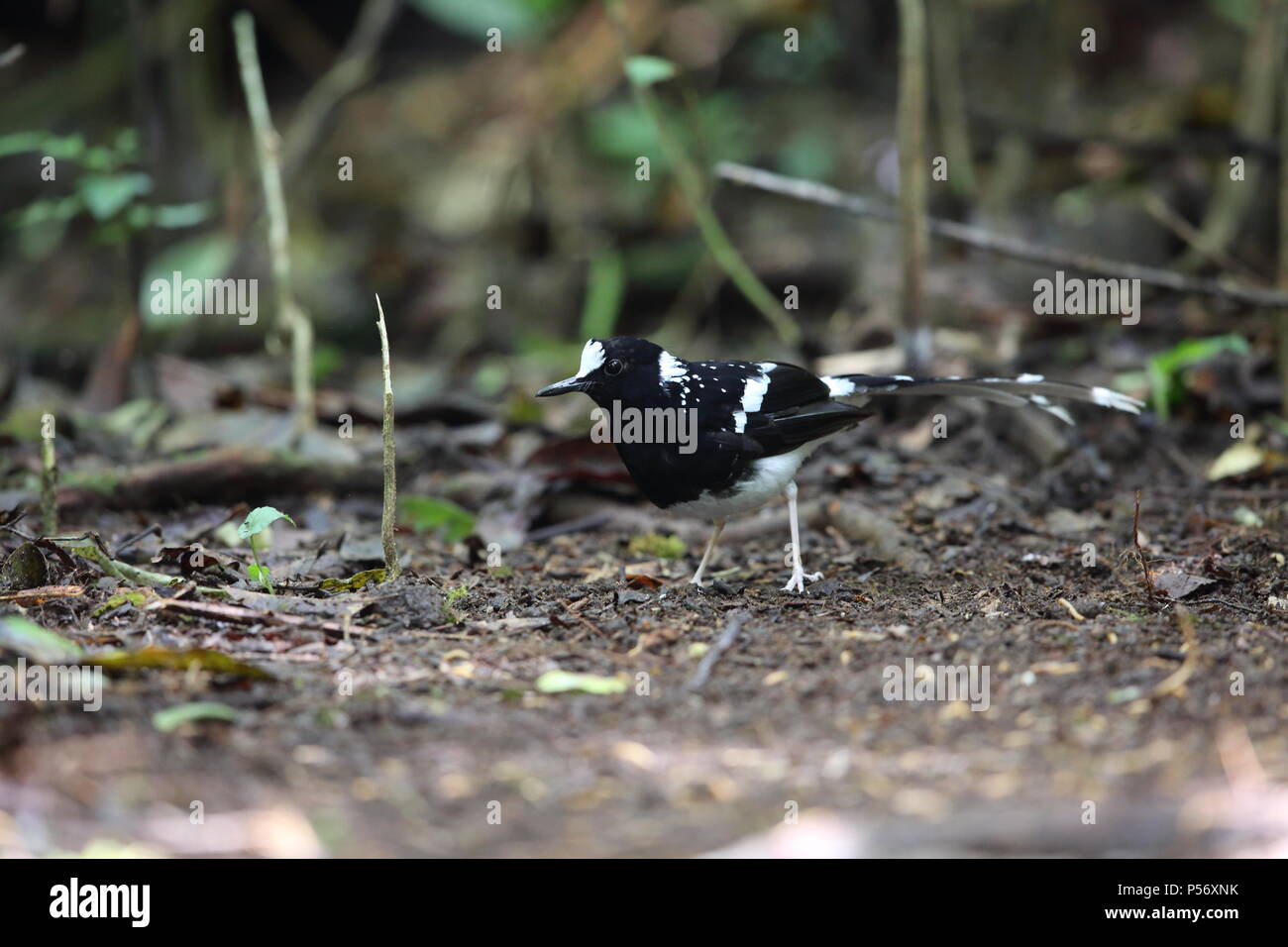 Forktail bird hi-res stock photography and images - Alamy