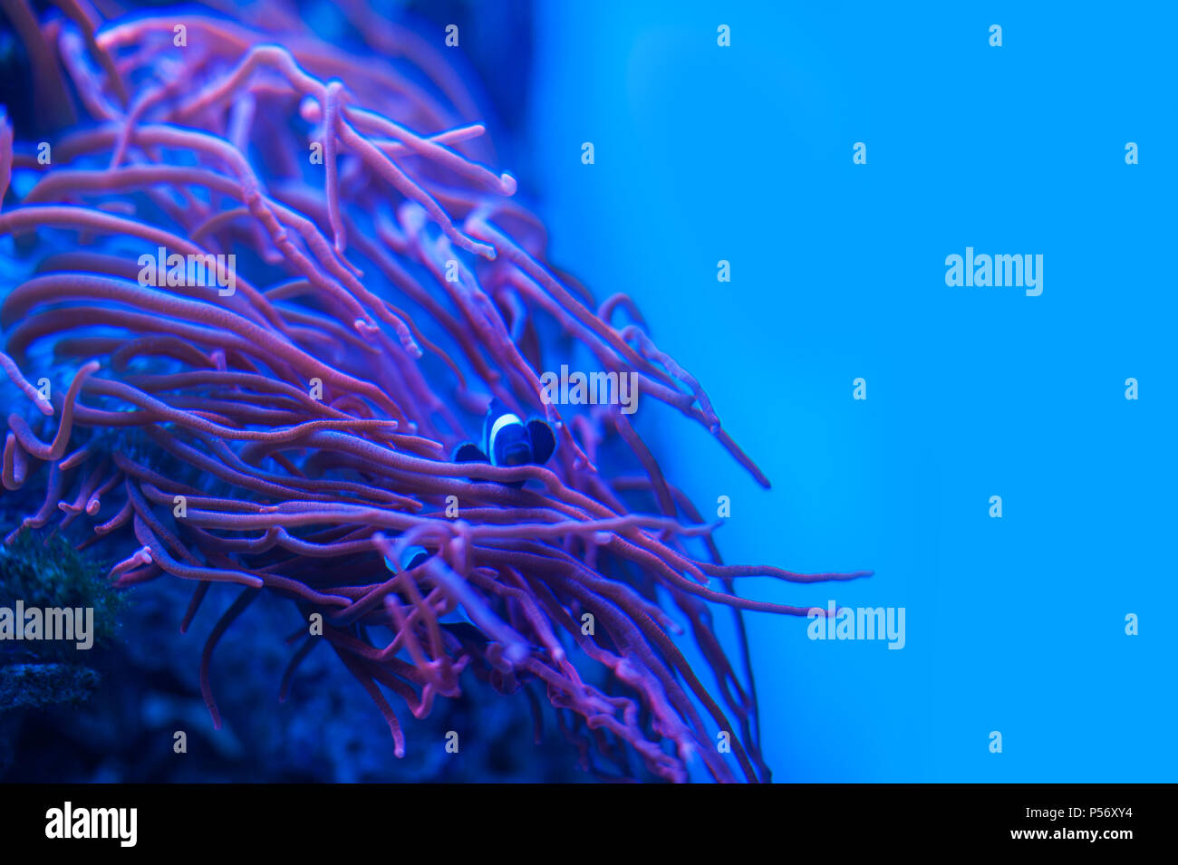 Different marine animals from oceanarium Stock Photo - Alamy