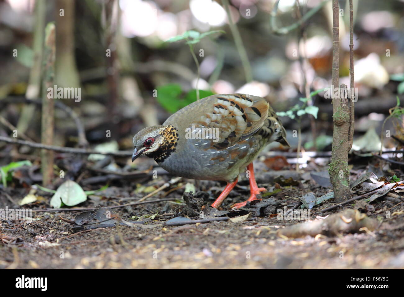 Rufous-throated partridge (Arborophila rufogularis) in Da lat, Vietnam ...